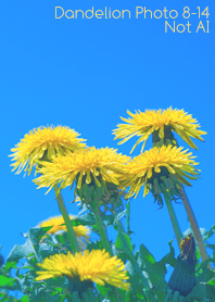 Dandelion Photo 8-14Not AI – LINE theme | LINE STORE