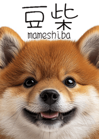 Mameshiba_2 – LINE theme | LINE STORE