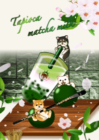 Tapioca sakura matcha milk7 (Shiba dog) – ธีม LINE | LINE STORE
