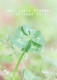 Real Lucky Clovers #7-Leaf 15 – ธีม LINE | LINE STORE