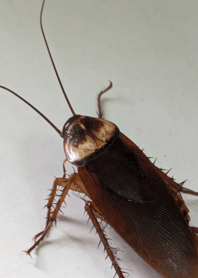 Boost courage - cockroach 0uAEg – LINE theme | LINE STORE